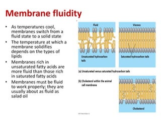 Cell membrane | PPTX | Chemistry | Science