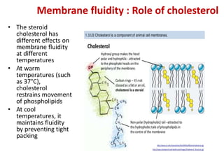 Cell membrane | PPTX | Chemistry | Science