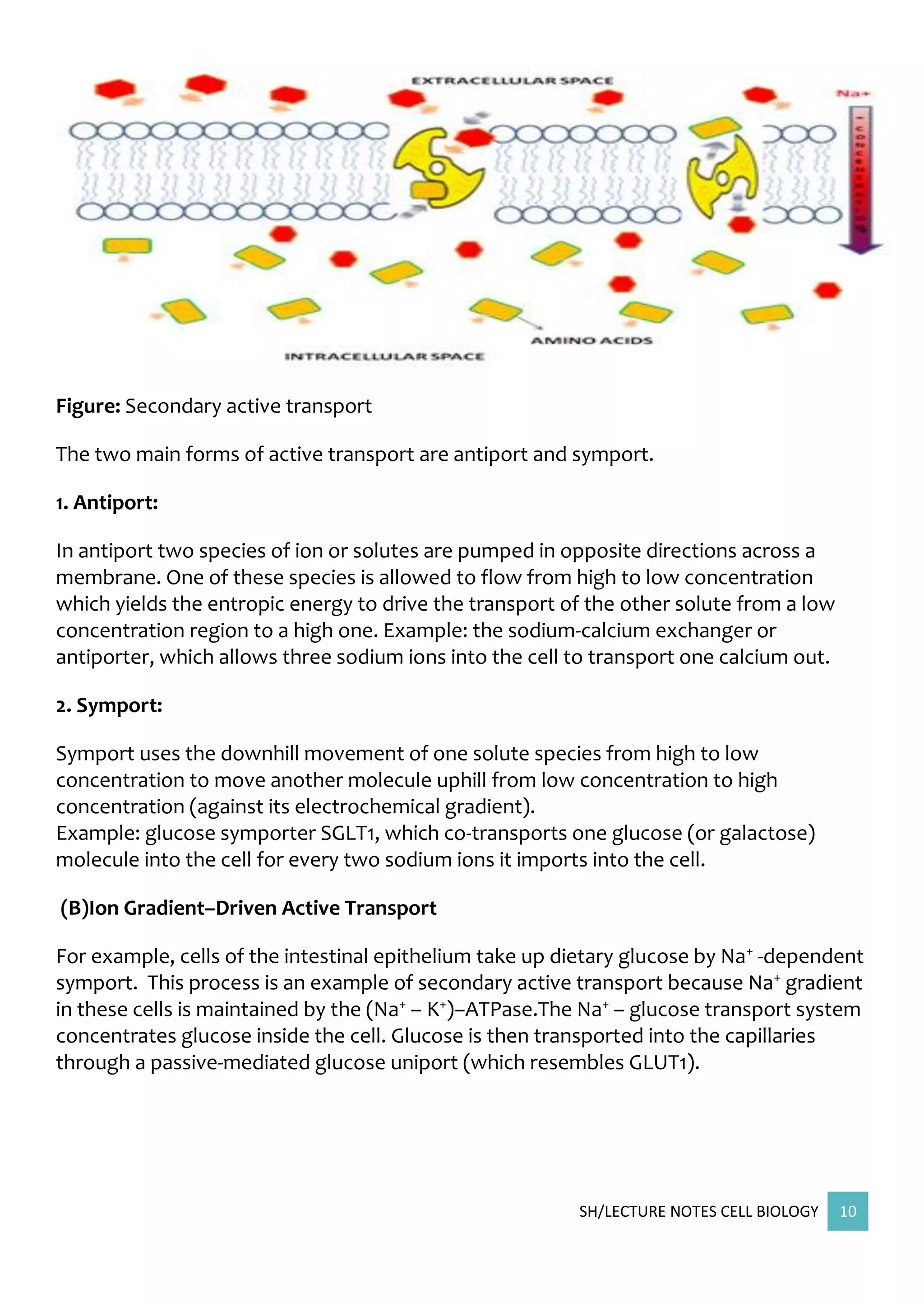Cell membrane permeability and functions | PDF