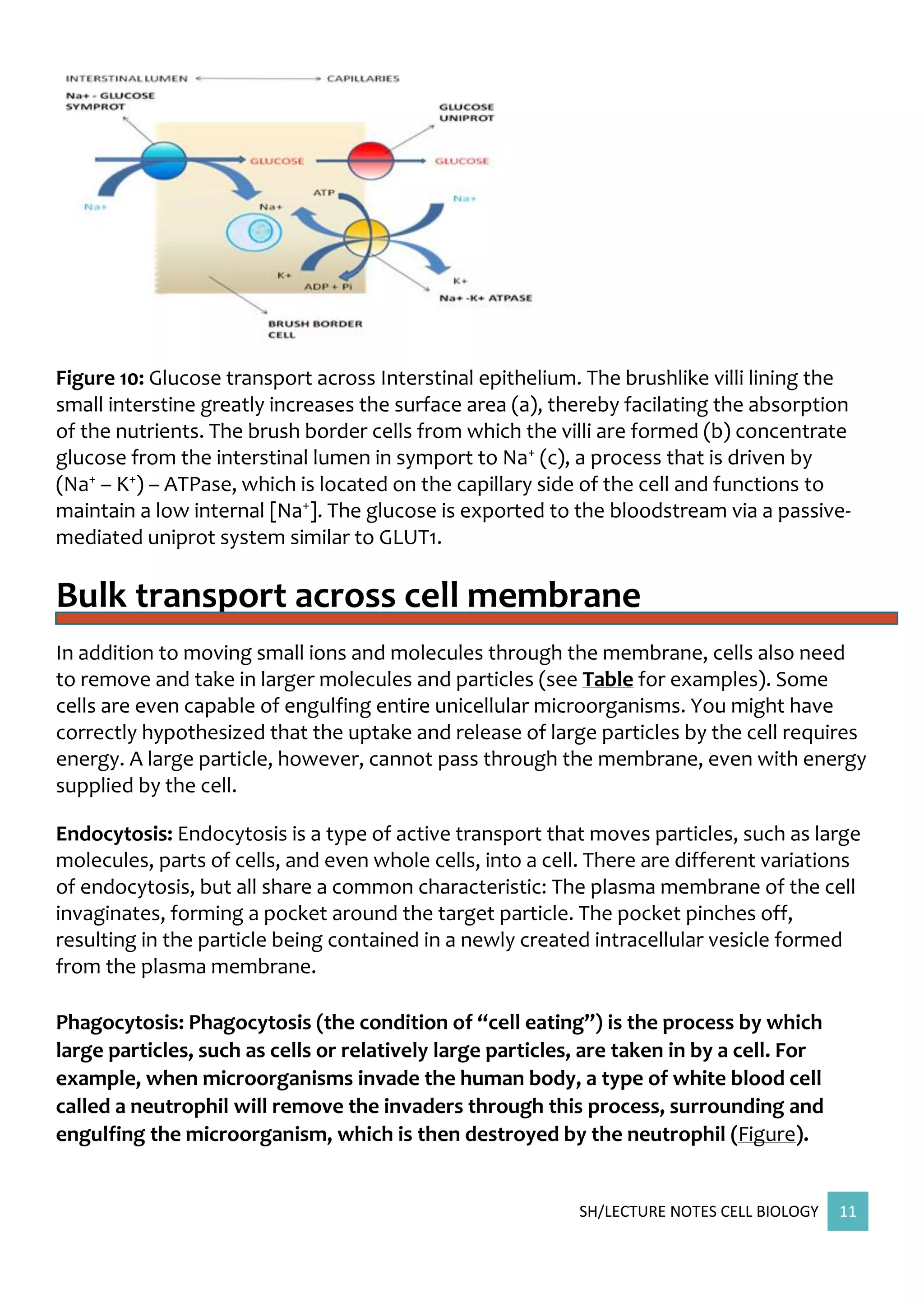 Cell membrane permeability and functions | PDF