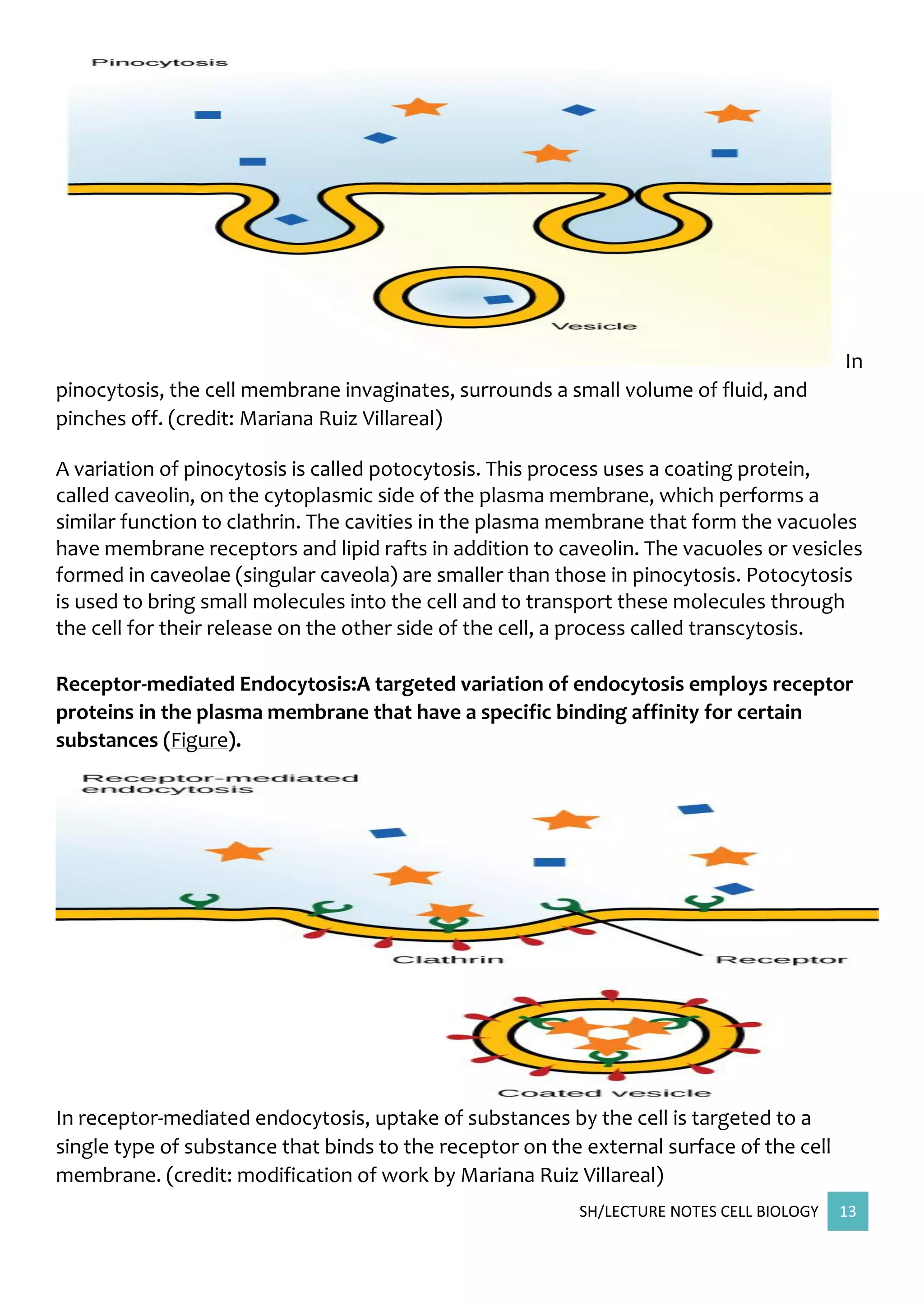 Cell membrane permeability and functions | PDF