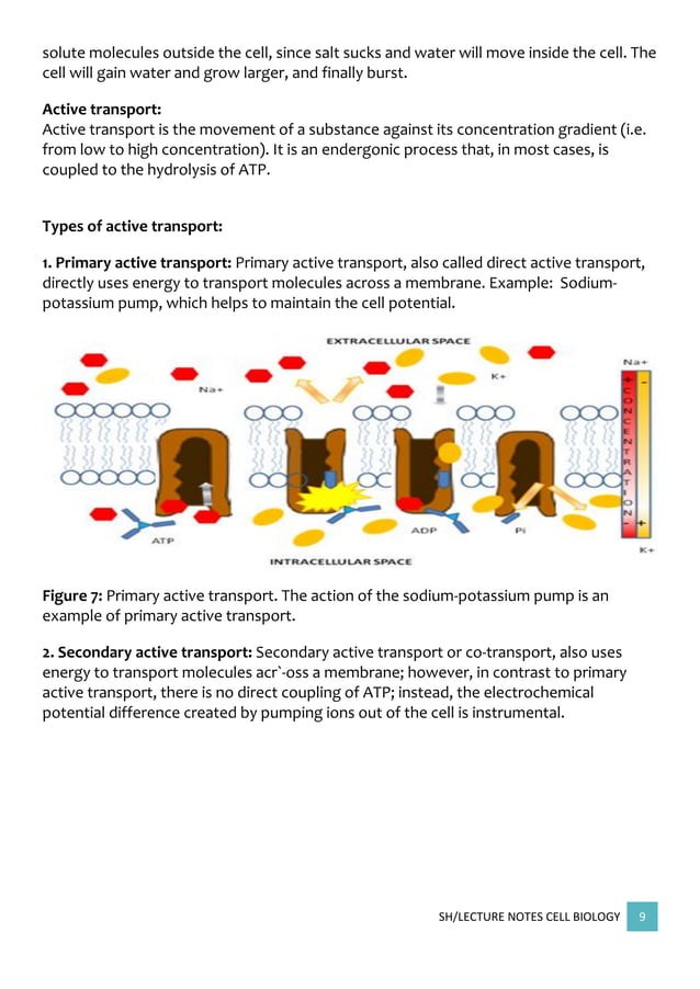 Cell membrane permeability and functions | PDF