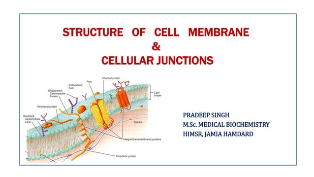 Cell membrane (Plasma Membrane) & Cellular Junctions | PPTX