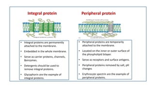 Cell membrane (Plasma Membrane) & Cellular Junctions | PPTX
