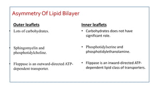 Cell membrane (Plasma Membrane) & Cellular Junctions | PPTX