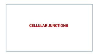Cell membrane (Plasma Membrane) & Cellular Junctions | PPTX