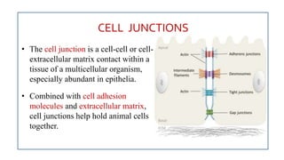 Cell membrane (Plasma Membrane) & Cellular Junctions | PPTX