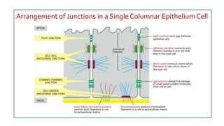 Cell membrane (Plasma Membrane) & Cellular Junctions | PPTX