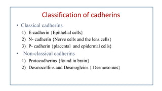 Cell membrane (Plasma Membrane) & Cellular Junctions | PPTX