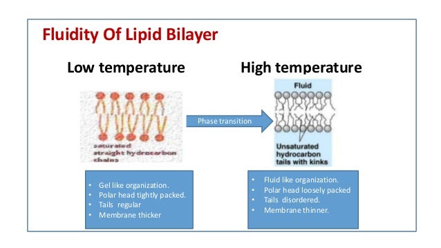 Cell membrane (Plasma Membrane) & Cellular Junctions