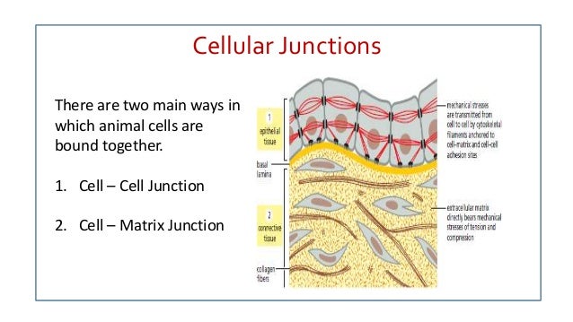 Cell membrane (Plasma Membrane) & Cellular Junctions