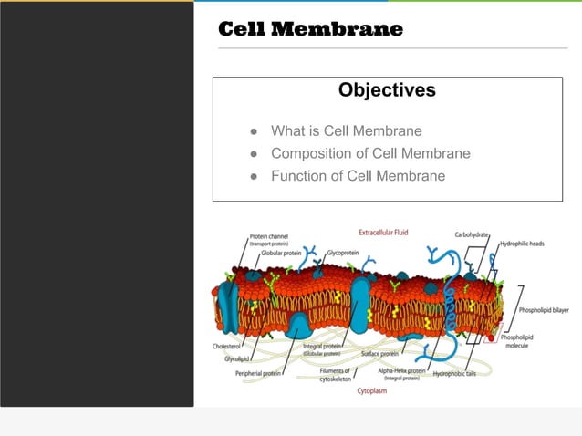 Cell membrane | PPT