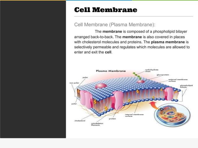 Cell membrane | PPT