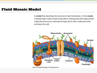 Cell membrane | PPT