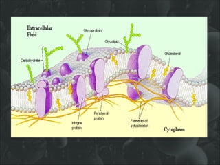 Cell membrane | PPT