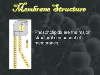 Cell membrane | PPT