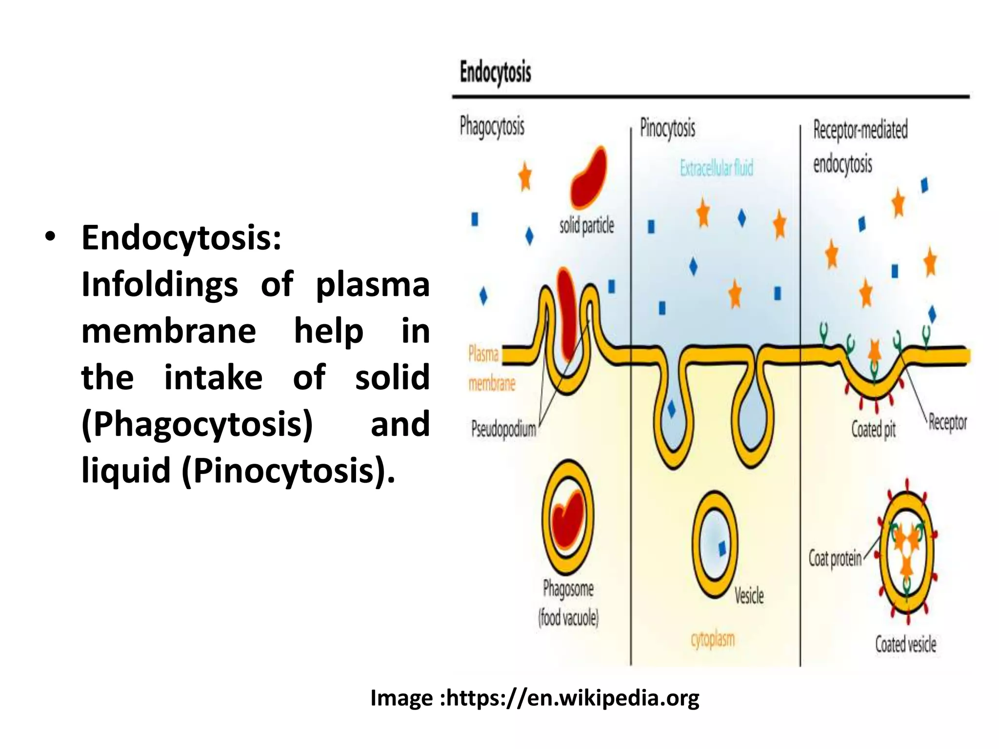 CELL MEMBRANE SMG | PPTX