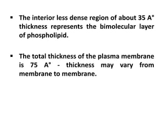CELL MEMBRANE SMG | PPTX