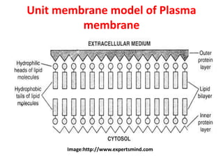 CELL MEMBRANE SMG | PPTX