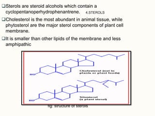 Cell membrane | PPT