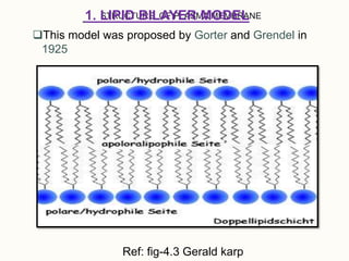 Cell membrane | PPT