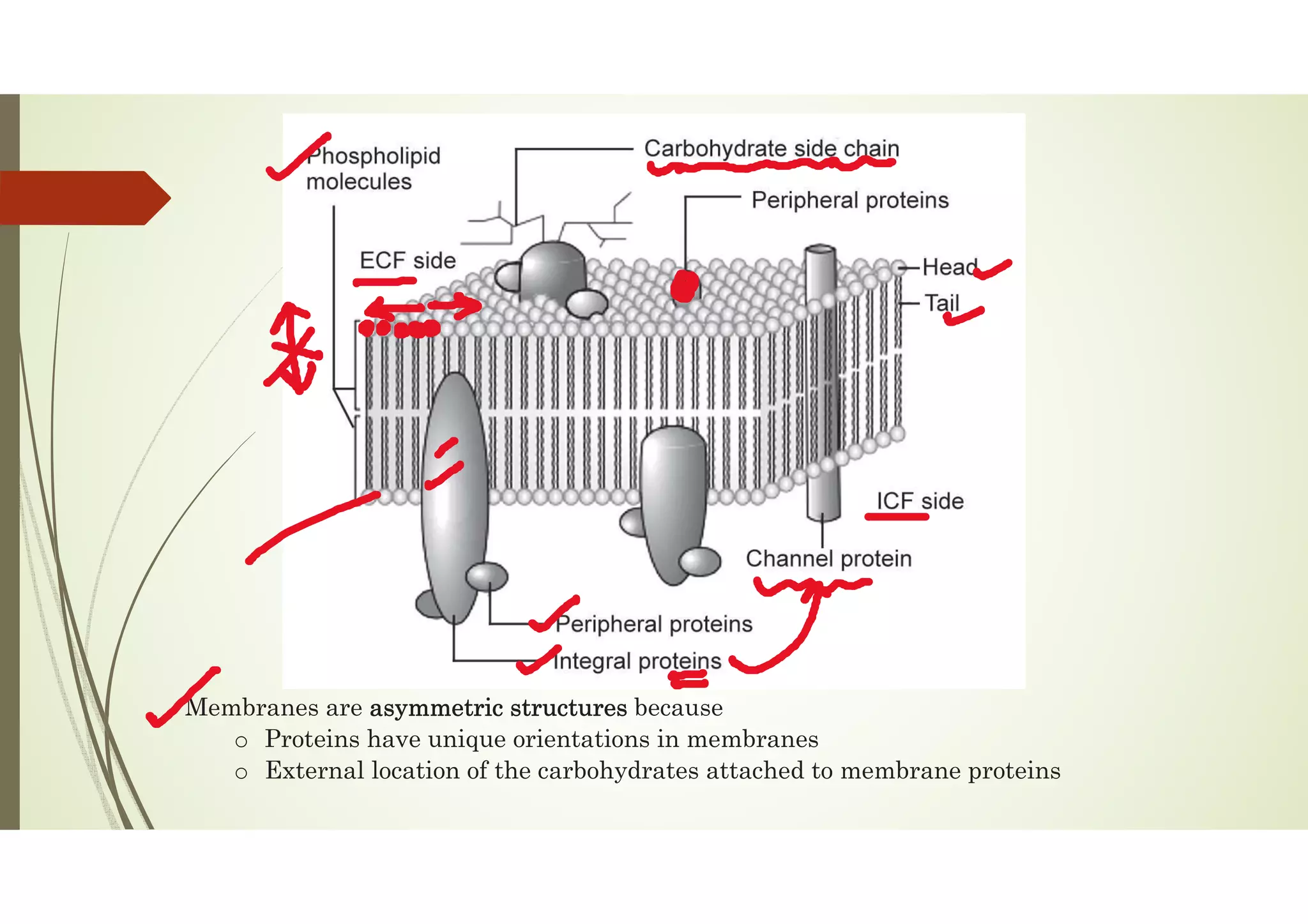 Cell membrane.pptx
