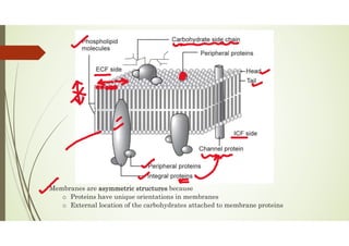 Cell membrane.pptx