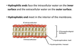 Cell membrane | PPTX