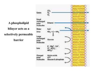 cell membrane.pptx