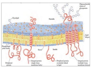 cell membrane.pptx