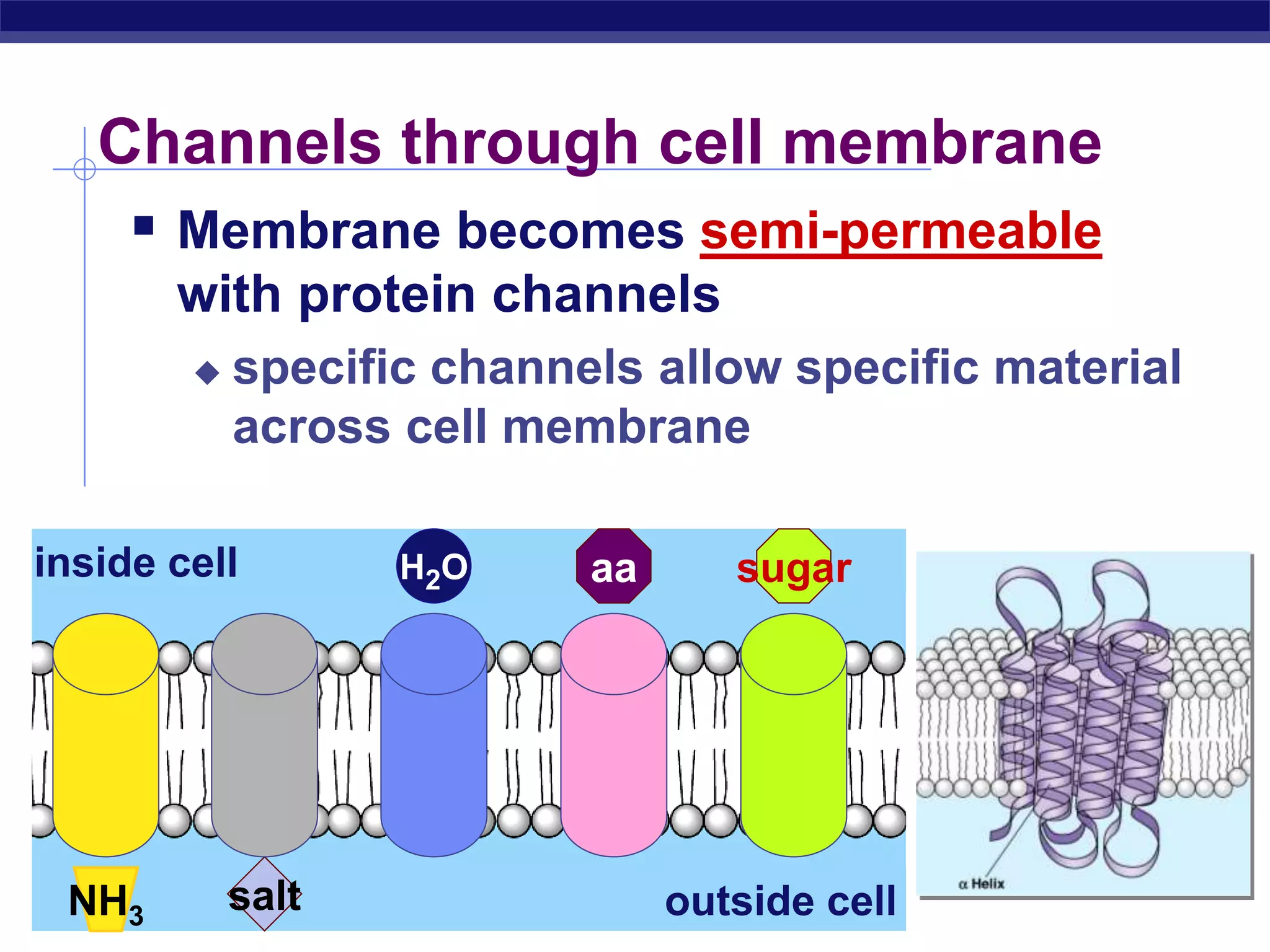 Cell membrane.ppt