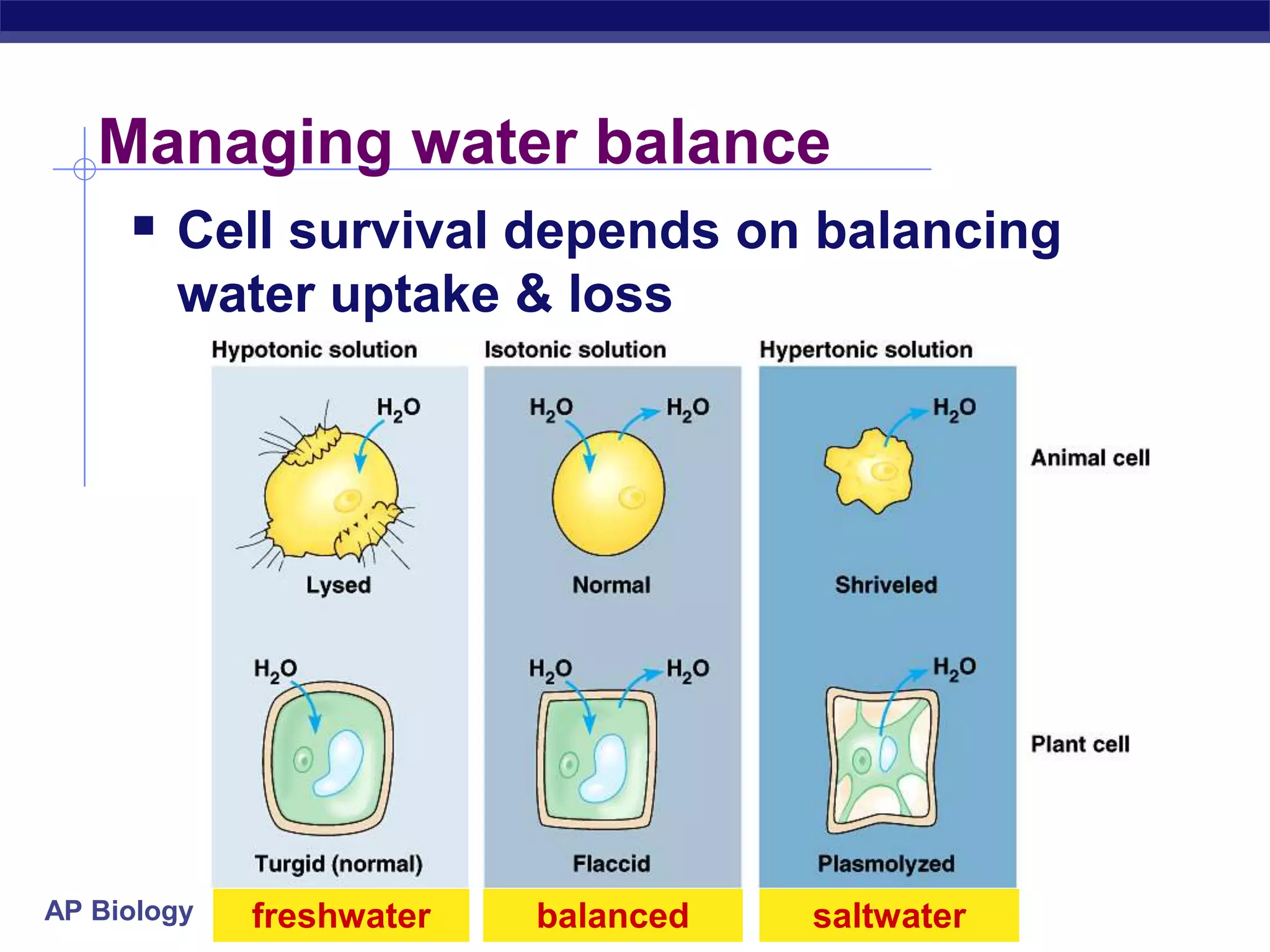 Cell membrane.ppt