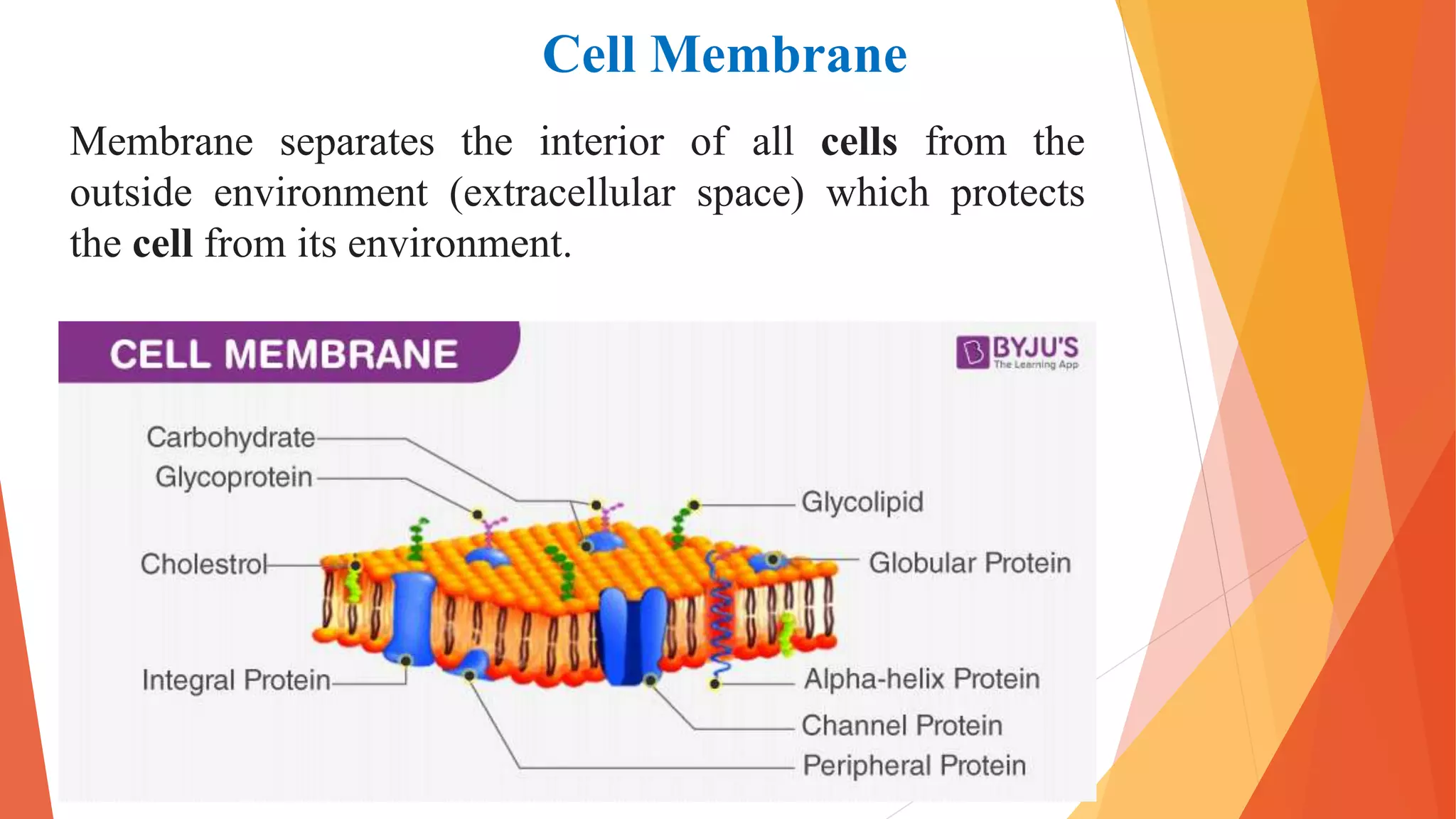 Cell Membrane.pptx