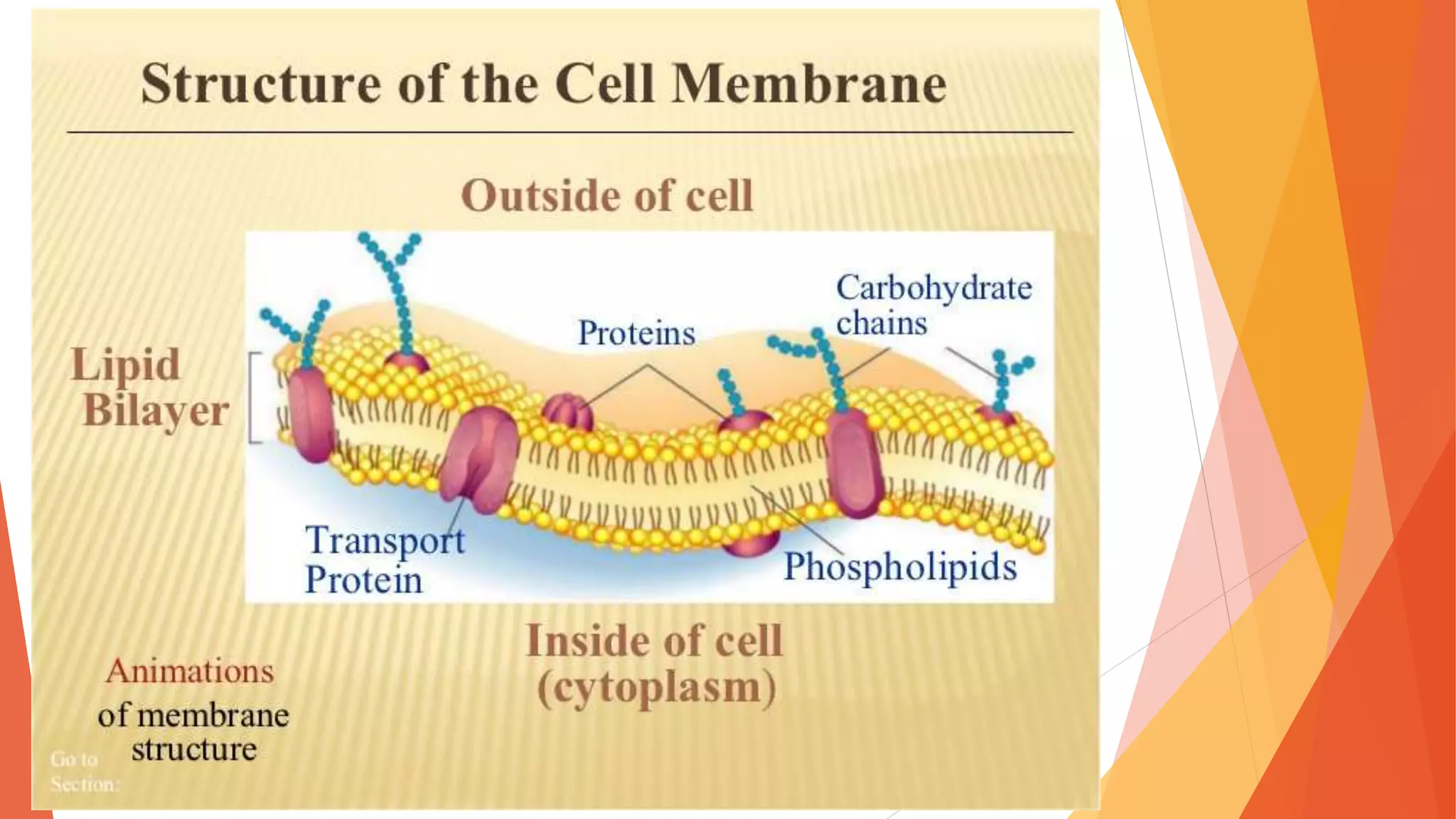Cell Membrane.pptx