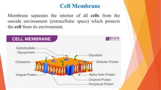 Cell Membrane.pptx