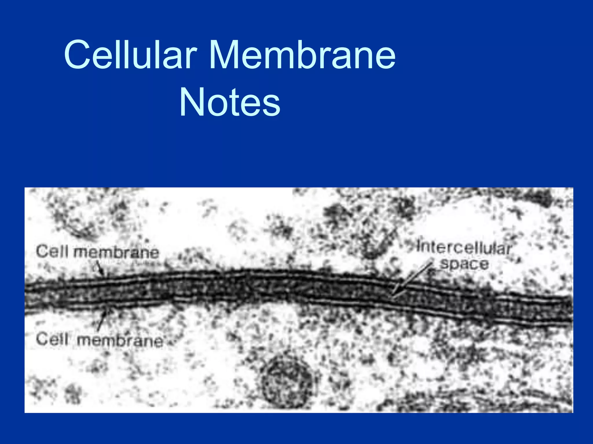Cell Membrane Ppt