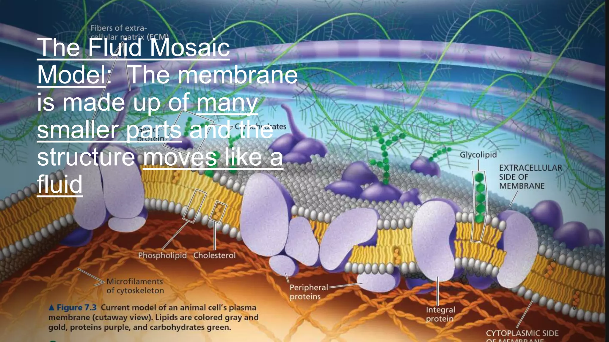 cell membrane.pptx | Biological Sciences | Science