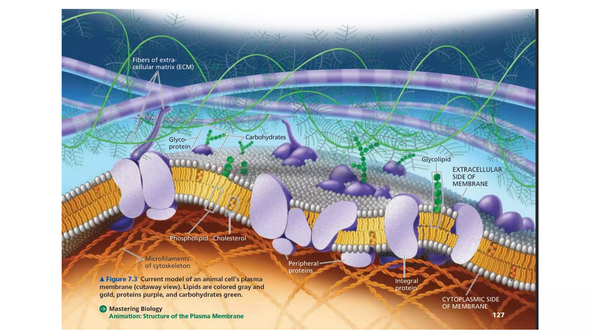 cell membrane.pptx | Biological Sciences | Science