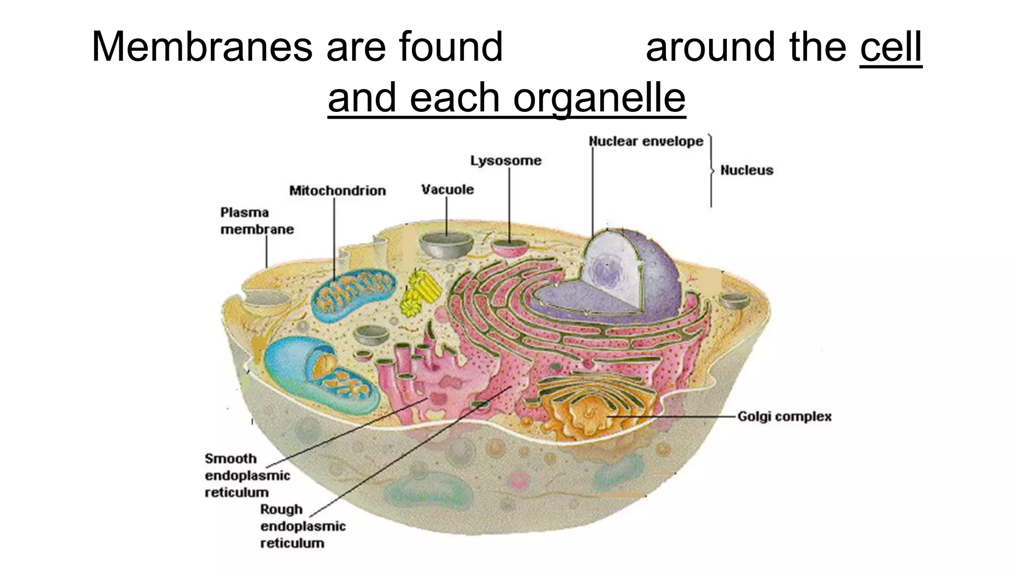 cell membrane.pptx | Biological Sciences | Science