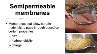 cell membrane.pptx | Biological Sciences | Science