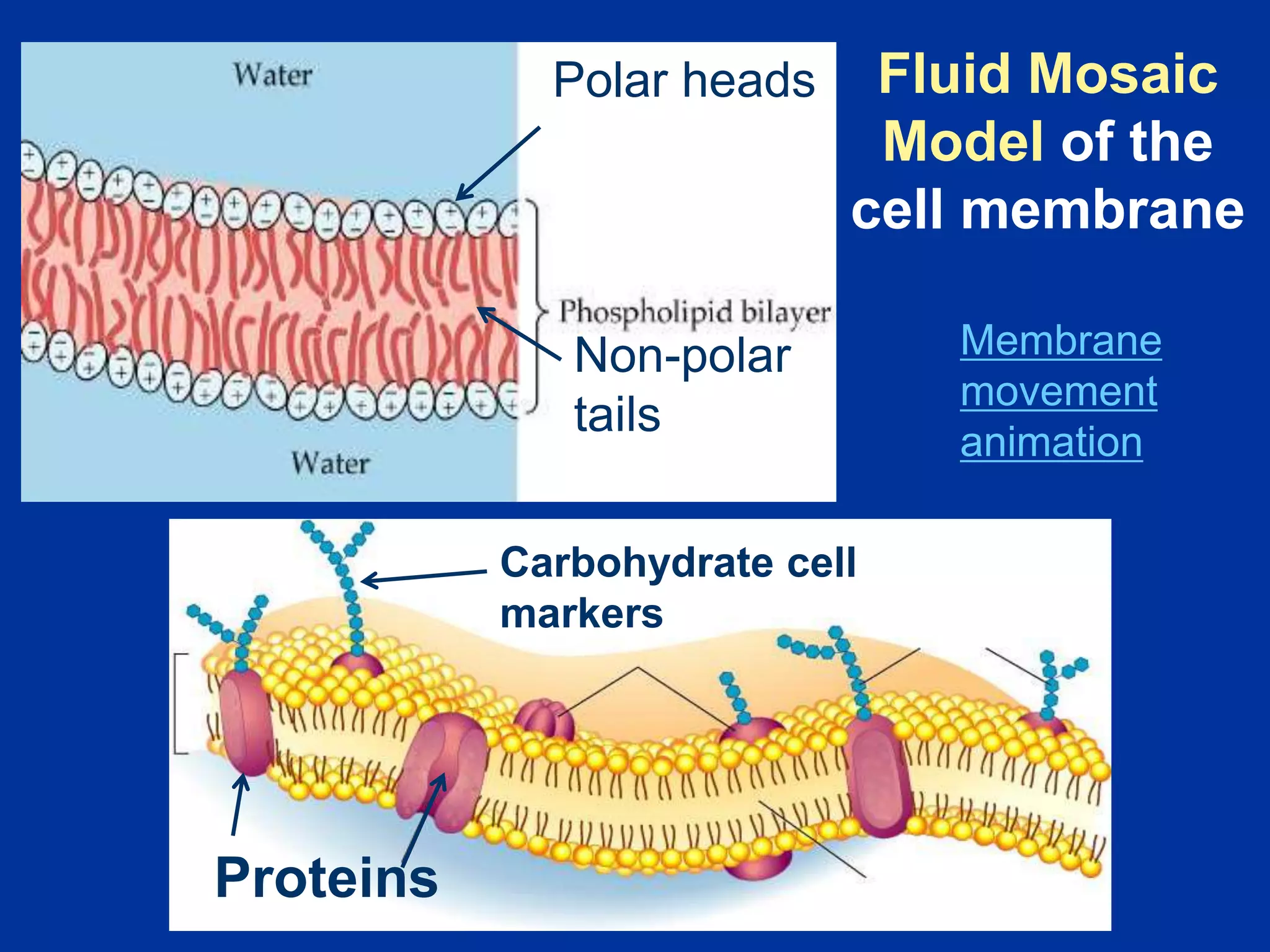 Cell Membrane.ppt