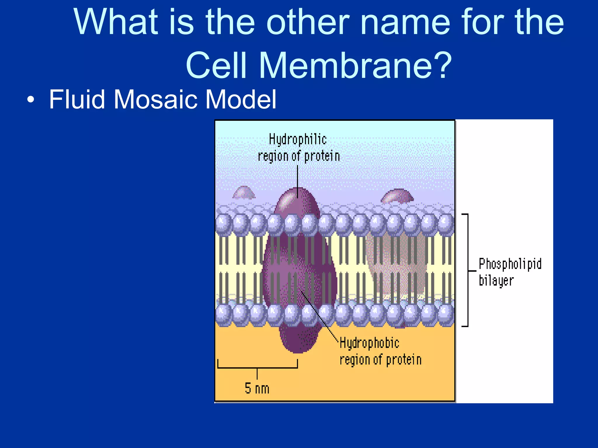 Cell Membrane.ppt