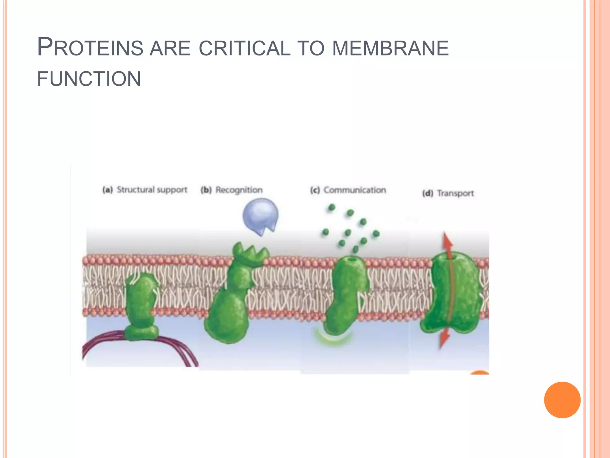 cell Membrane.pptx