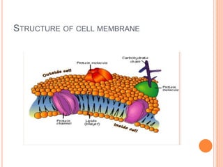 cell Membrane.pptx