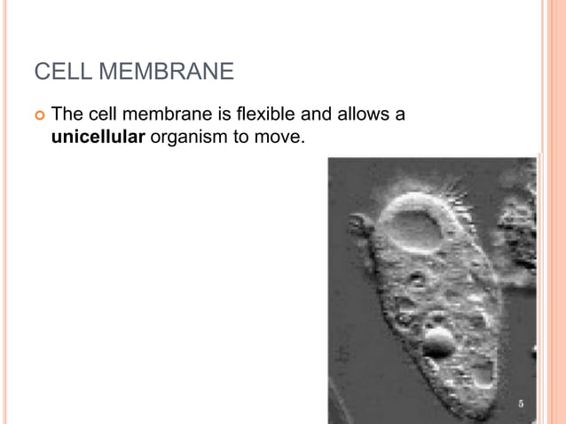 cell Membrane.pptx