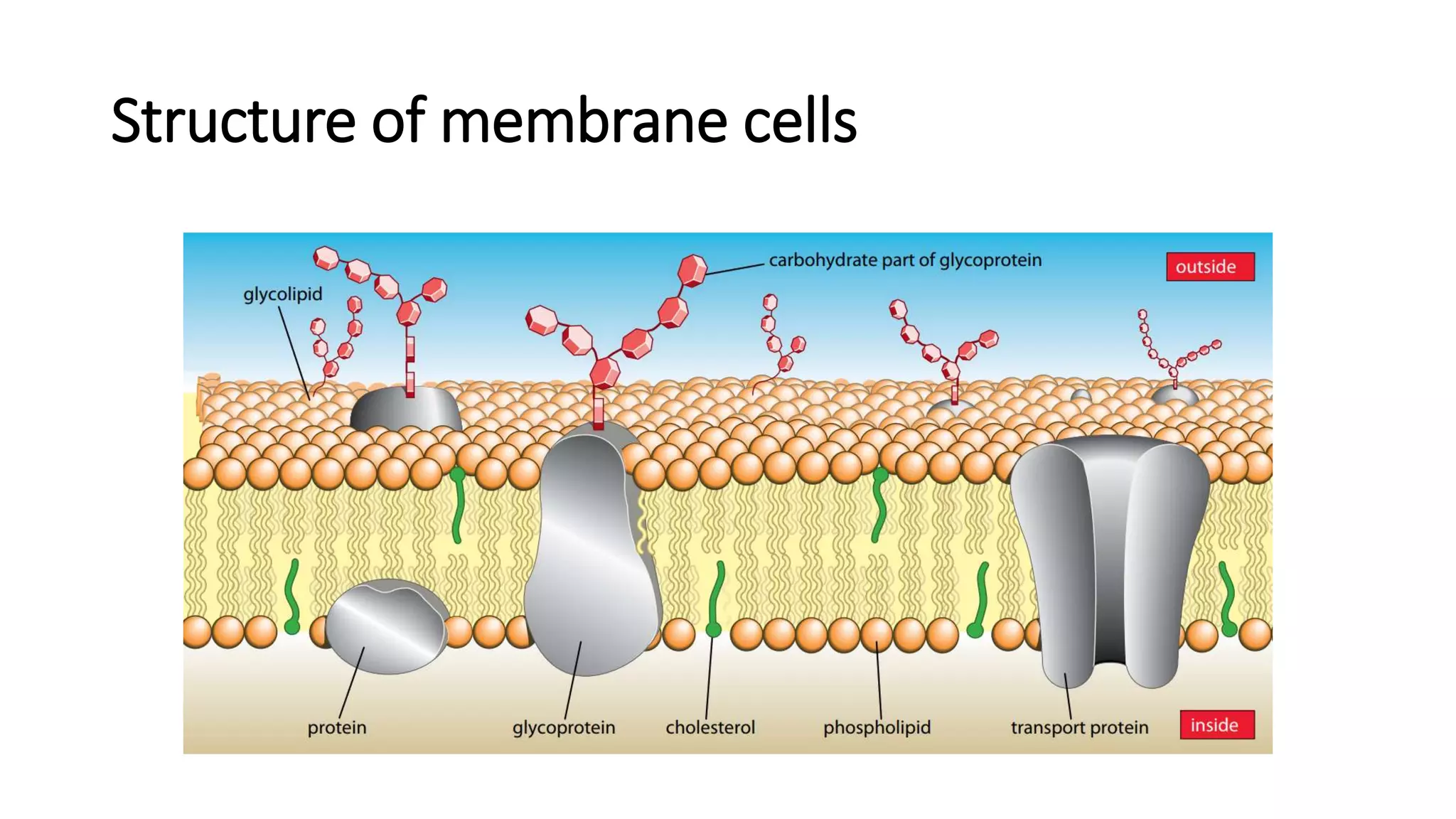 Cell Membrane.pptx | Biological Sciences | Science