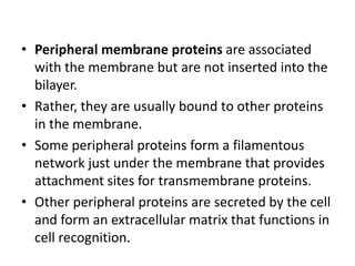 Cell Membrane.pptx