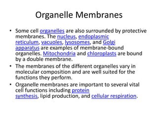 Cell Membrane.pptx