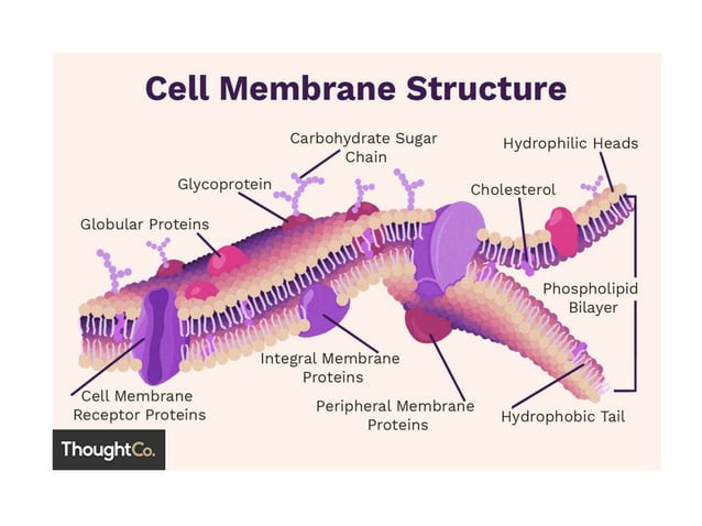 Cell Membrane.pptx