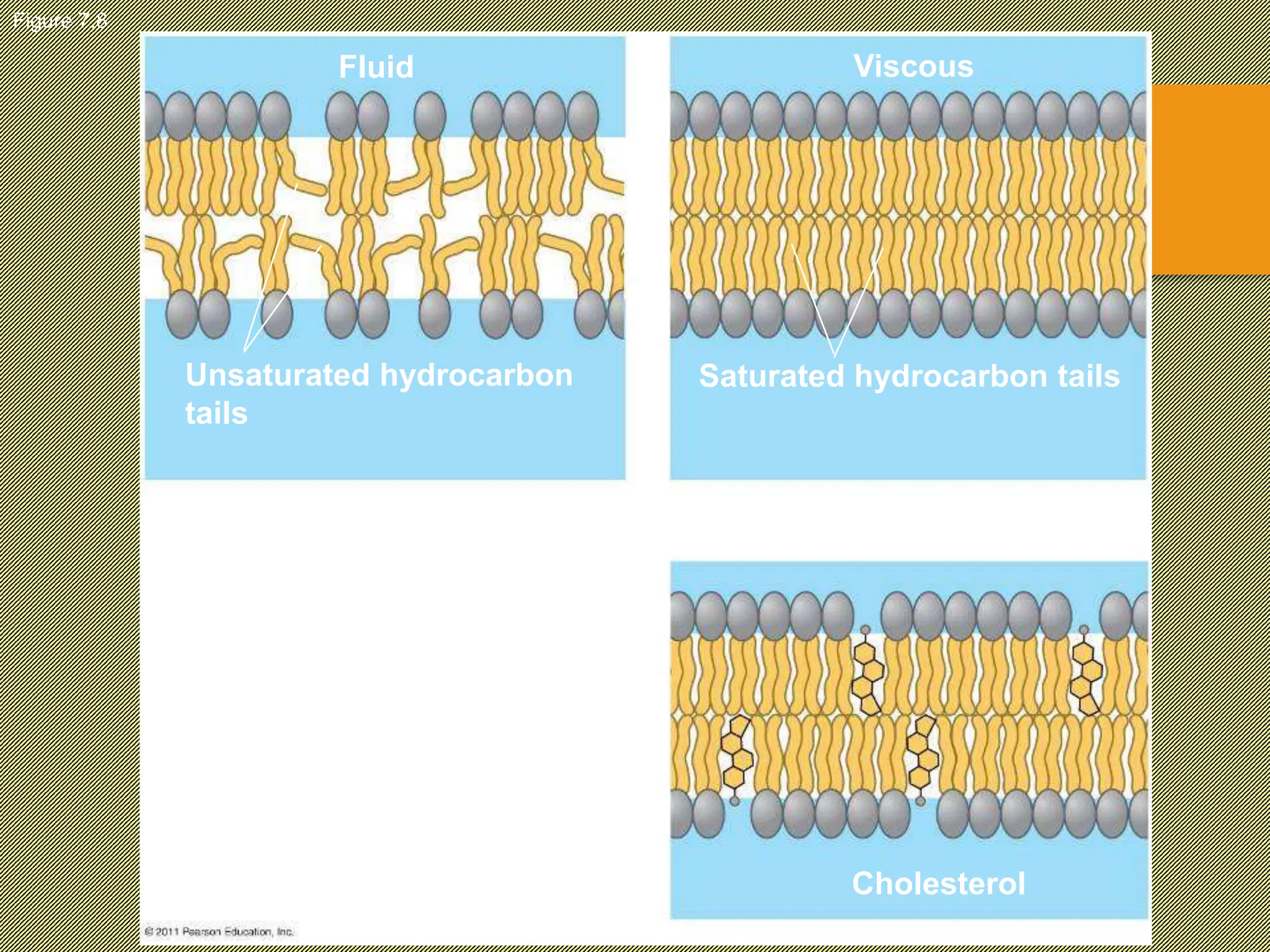 membrana celular y sus componentes estructurarles | PPT